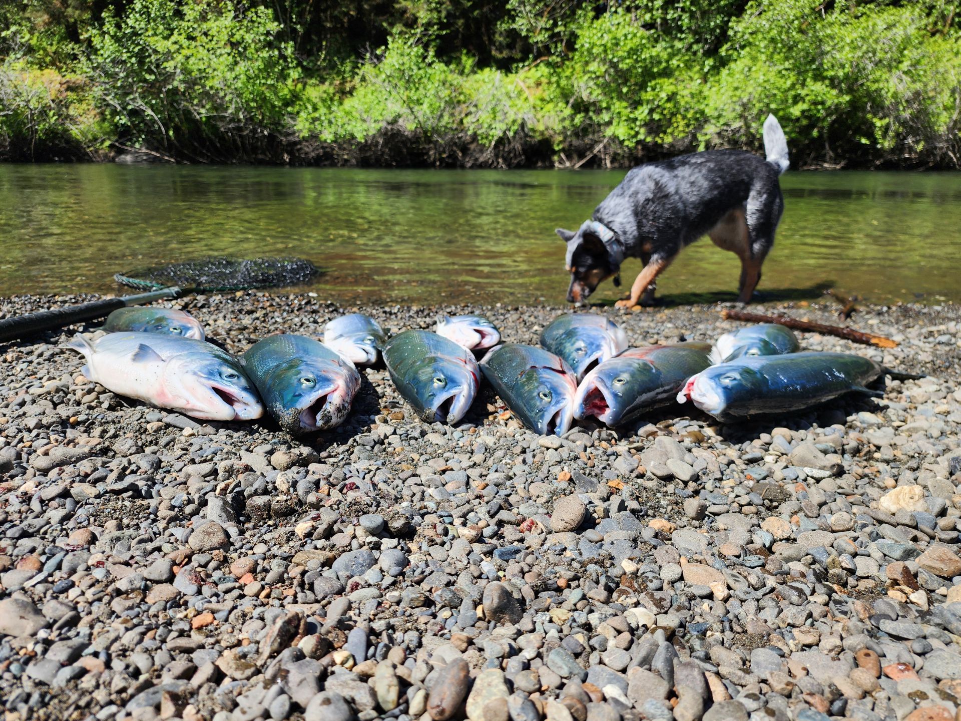 Sockeye are here | HoboFishing