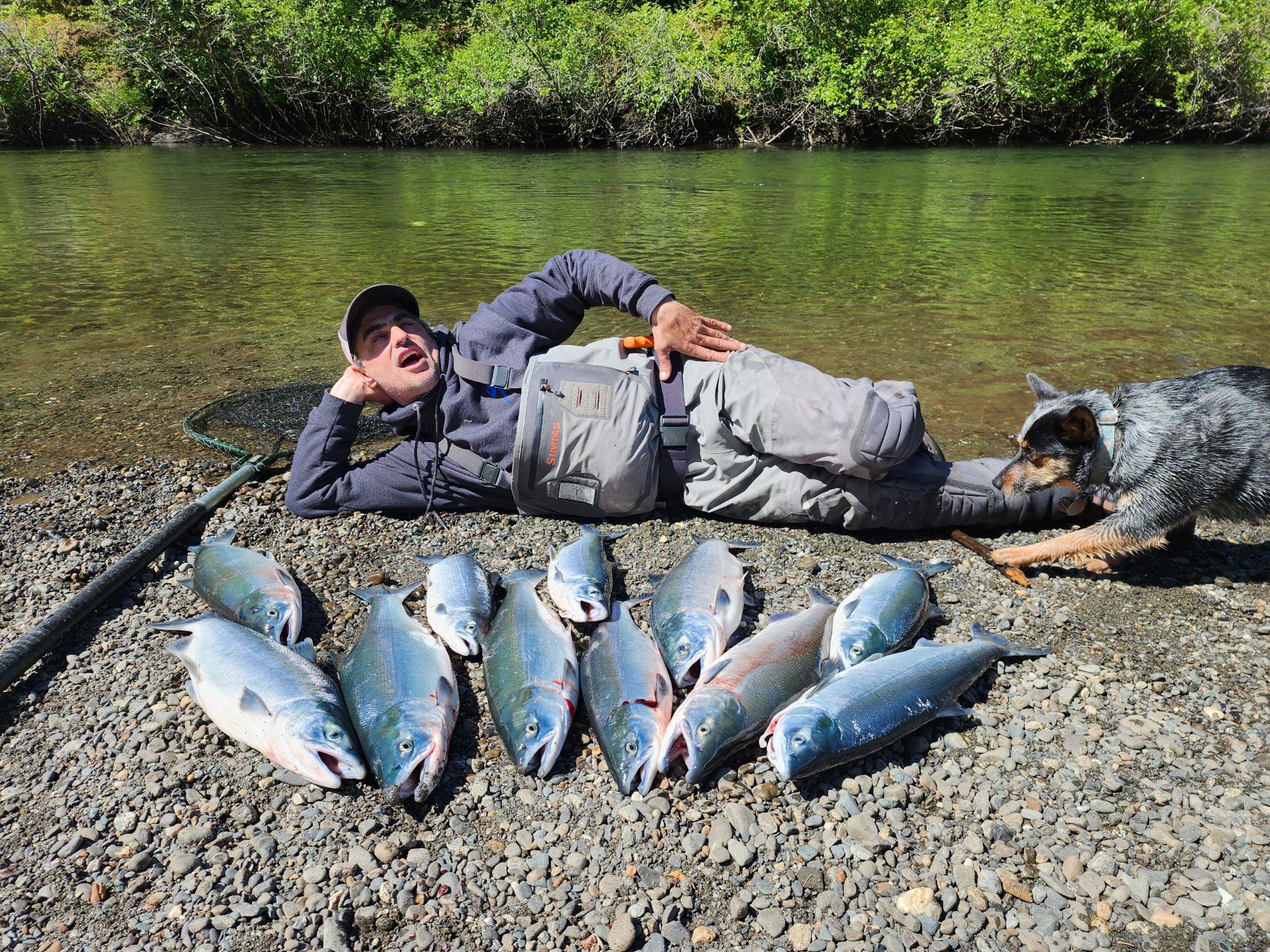 Sockeye are here | HoboFishing